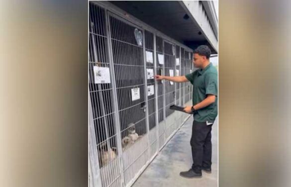 Animal Care partners with Wings of Rescue to give shelter dogs second ...